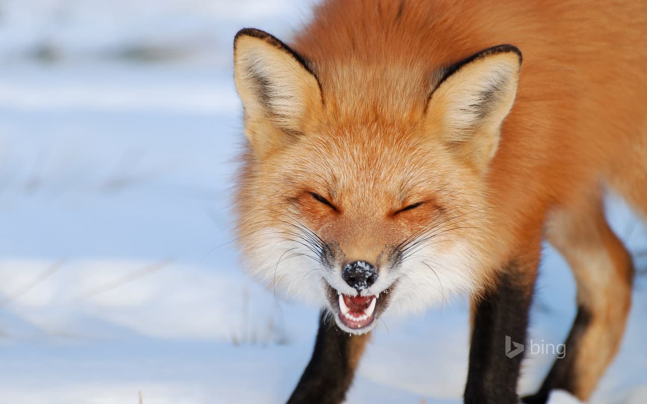 Two young red foxes at Karula National Park, Estonia Wallpaper